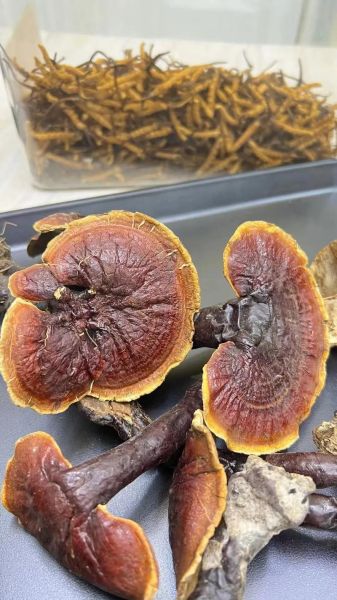 野生灵芝的正确吃法_野生灵芝怎么吃效果最好-第1张图片-山城妙识 野生灵芝的正确吃法_野生灵芝怎么吃效果最好-第1张图片-山城妙识