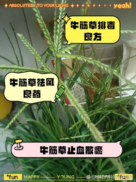 牛筋草的功效与作用_牛筋草能治疗哪些疾病-第2张图片-山城妙识