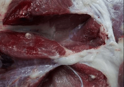 猪肉绦虫感染症状_猪肉绦虫潜伏期多久-第1张图片-山城妙识 猪肉绦虫感染症状_猪肉绦虫潜伏期多久-第1张图片-山城妙识