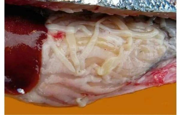 猪肉绦虫感染症状_猪肉绦虫潜伏期多久-第2张图片-山城妙识 猪肉绦虫感染症状_猪肉绦虫潜伏期多久-第2张图片-山城妙识