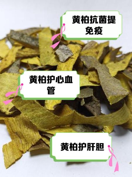 黄柏的功效与作用有哪些_黄柏主治什么病-第3张图片-山城妙识 黄柏的功效与作用有哪些_黄柏主治什么病-第3张图片-山城妙识