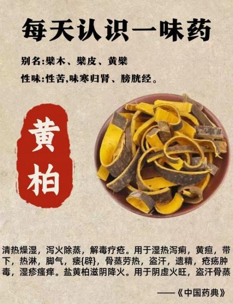 黄柏的功效与作用有哪些_黄柏主治什么病-第1张图片-山城妙识 黄柏的功效与作用有哪些_黄柏主治什么病-第1张图片-山城妙识