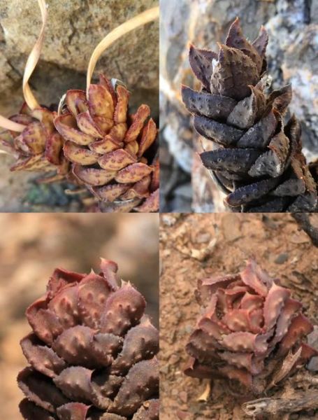 松塔怎么保存_松塔如何防虫-第1张图片-山城妙识 松塔怎么保存_松塔如何防虫-第1张图片-山城妙识