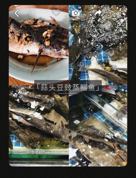 海狼鱼怎么做好吃_海狼鱼清蒸还是红烧-第1张图片-山城妙识 海狼鱼怎么做好吃_海狼鱼清蒸还是红烧-第1张图片-山城妙识