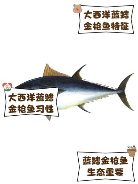 蓝鳍金枪鱼多少钱一斤_蓝鳍金枪鱼怎么挑选-第1张图片-山城妙识 蓝鳍金枪鱼多少钱一斤_蓝鳍金枪鱼怎么挑选-第1张图片-山城妙识