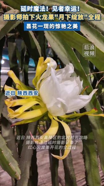 火龙果影视怎么下载_火龙果影视安全吗-第2张图片-山城妙识