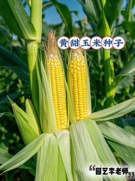 超甜水果玉米种子哪个品种好_怎么种植更高产-第1张图片-山城妙识 超甜水果玉米种子哪个品种好_怎么种植更高产-第1张图片-山城妙识