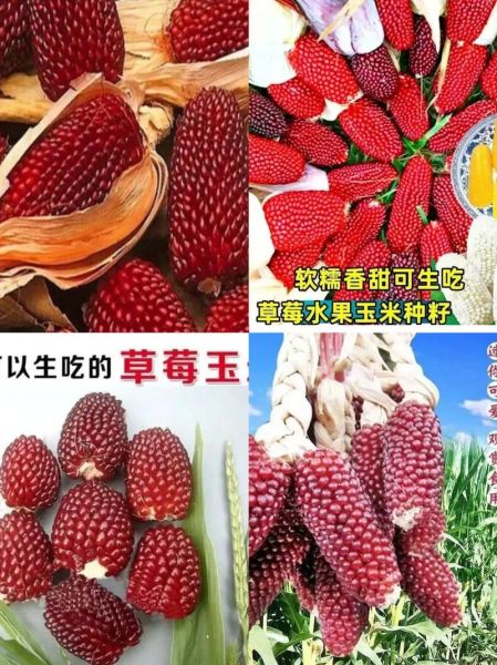 超甜水果玉米种子哪个品种好_怎么种植更高产-第3张图片-山城妙识 超甜水果玉米种子哪个品种好_怎么种植更高产-第3张图片-山城妙识