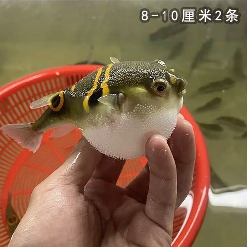 河豚观赏鱼怎么养_新手入门全攻略-第2张图片-山城妙识 河豚观赏鱼怎么养_新手入门全攻略-第2张图片-山城妙识