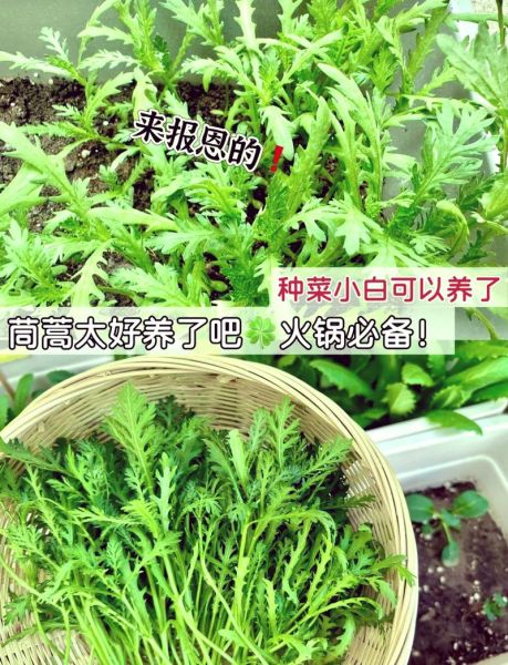 茼蒿种植时间_茼蒿种植方法-第1张图片-山城妙识