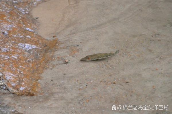 河豚观赏鱼怎么养_新手入门全攻略-第3张图片-山城妙识 河豚观赏鱼怎么养_新手入门全攻略-第3张图片-山城妙识