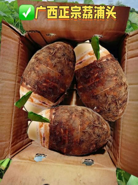 广西荔浦芋头几月上市_荔浦芋头最佳采摘时间-第1张图片-山城妙识 广西荔浦芋头几月上市_荔浦芋头最佳采摘时间-第1张图片-山城妙识