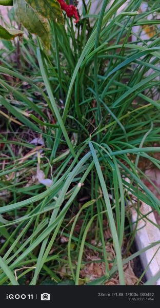 野山葱怎么吃_野山葱和野葱的区别-第2张图片-山城妙识 野山葱怎么吃_野山葱和野葱的区别-第2张图片-山城妙识