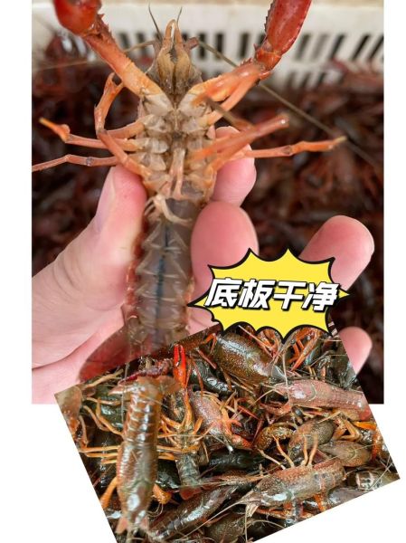 青虾价格多少钱一斤_青虾批发价和零售价差多少-第2张图片-山城妙识 青虾价格多少钱一斤_青虾批发价和零售价差多少-第2张图片-山城妙识