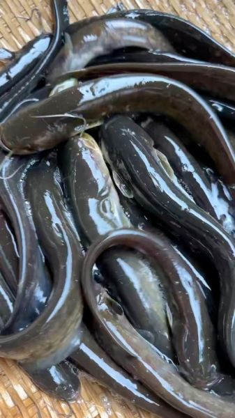 野生鲶鱼图片怎么辨别_野生鲶鱼长什么样-第3张图片-山城妙识