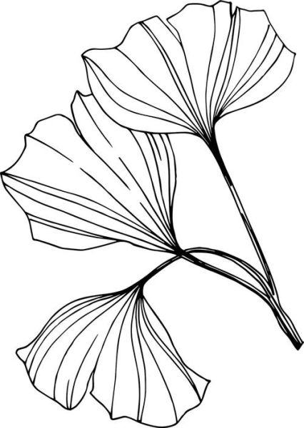 银杏叶简笔画怎么画_银杏叶简笔画步骤-第1张图片-山城妙识