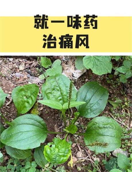 车前草治疗痛风有效吗_车前草降尿酸偏方怎么做-第1张图片-山城妙识