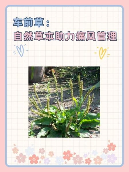 车前草治疗痛风有效吗_车前草降尿酸偏方怎么做-第3张图片-山城妙识