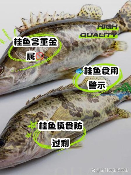 桂鱼寒性还是热性_孕妇能吃桂鱼吗-第2张图片-山城妙识