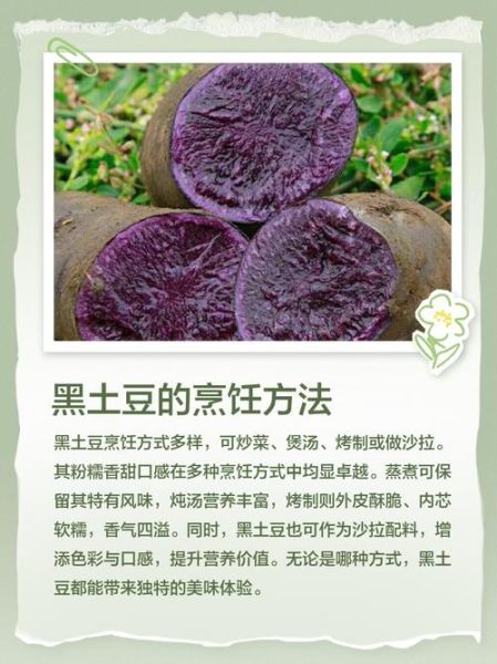 黑土豆的营养价值及功效与作用_黑土豆怎么吃最健康-第1张图片-山城妙识