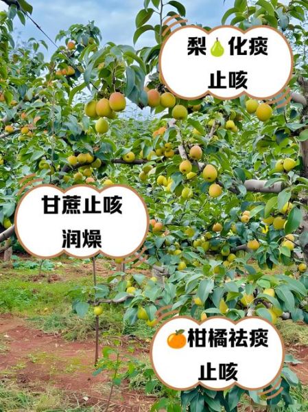 咳嗽吃什么水果可以止咳_咳嗽吃什么水果好得快-第3张图片-山城妙识