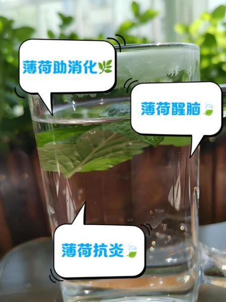 生薄荷叶的功效与作用_薄荷叶怎么吃最健康-第2张图片-山城妙识