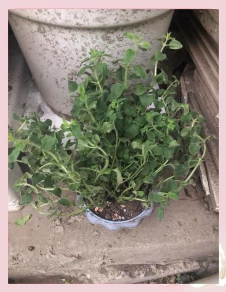 牛至的别名有哪些_牛至为什么叫披萨草-第3张图片-山城妙识