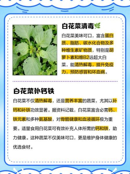 白菜花有什么功效_白菜花的作用与禁忌-第1张图片-山城妙识 白菜花有什么功效_白菜花的作用与禁忌-第1张图片-山城妙识