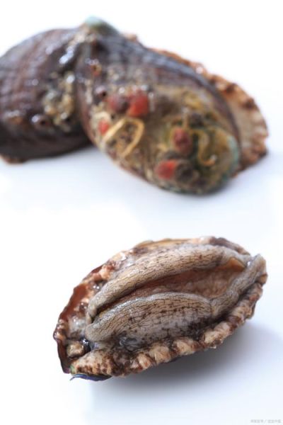 礼盒鲍鱼怎么清洗_礼盒鲍鱼的做法步骤-第3张图片-山城妙识 礼盒鲍鱼怎么清洗_礼盒鲍鱼的做法步骤-第3张图片-山城妙识