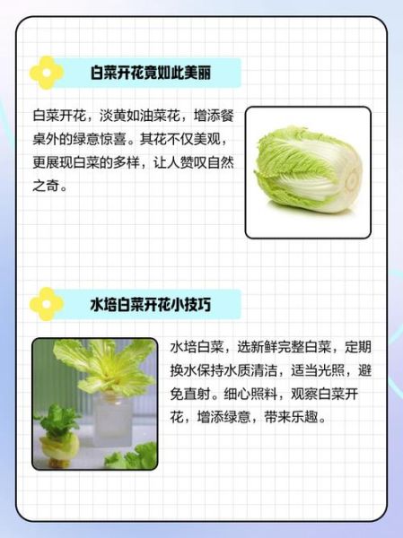 白菜花有什么功效_白菜花的作用与禁忌-第2张图片-山城妙识 白菜花有什么功效_白菜花的作用与禁忌-第2张图片-山城妙识