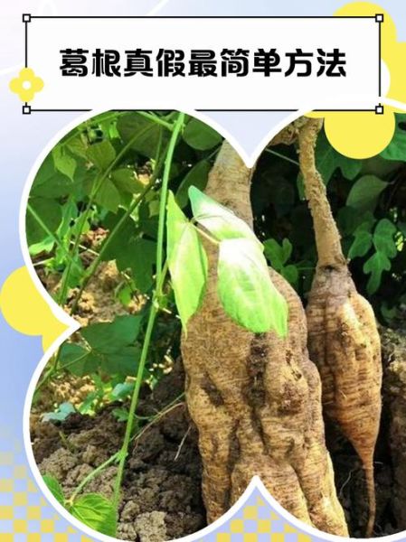 野生葛根叶子长什么样_葛根图片怎么分辨真假-第2张图片-山城妙识 野生葛根叶子长什么样_葛根图片怎么分辨真假-第2张图片-山城妙识