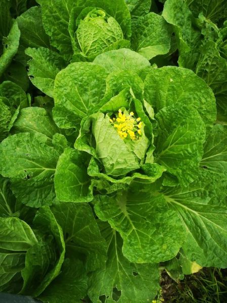 白菜花有什么功效_白菜花的作用与禁忌-第3张图片-山城妙识 白菜花有什么功效_白菜花的作用与禁忌-第3张图片-山城妙识