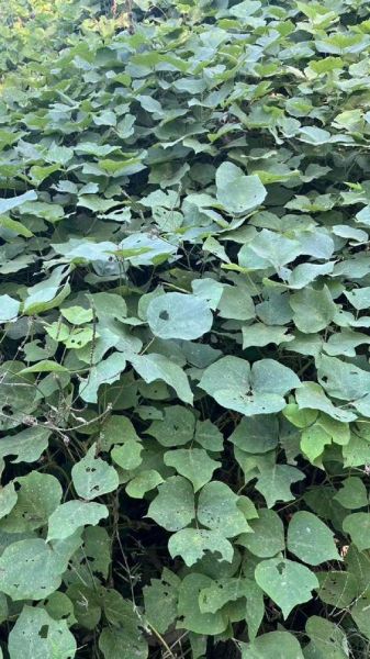 野生葛根叶子长什么样_葛根图片怎么分辨真假-第1张图片-山城妙识 野生葛根叶子长什么样_葛根图片怎么分辨真假-第1张图片-山城妙识