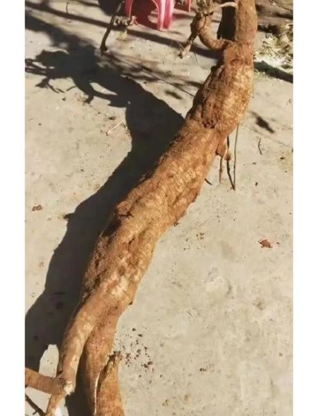 野生葛根叶子长什么样_葛根图片怎么分辨真假-第3张图片-山城妙识 野生葛根叶子长什么样_葛根图片怎么分辨真假-第3张图片-山城妙识