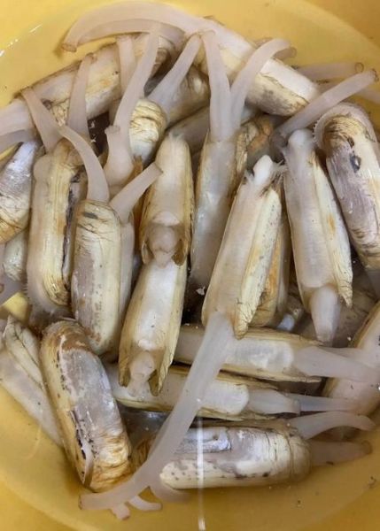 蛏子干怎么清洗_蛏子干制作方法-第1张图片-山城妙识 蛏子干怎么清洗_蛏子干制作方法-第1张图片-山城妙识
