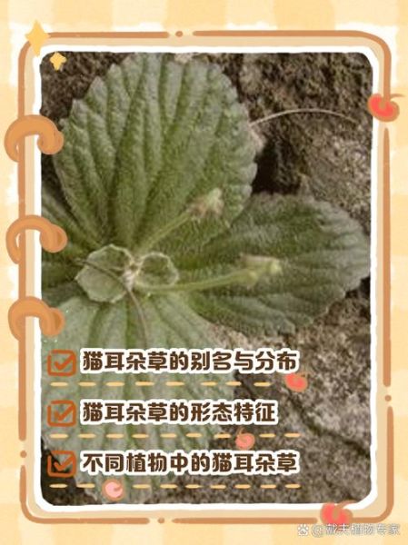 猫耳朵草长什么样_猫耳朵草的功效与作用-第1张图片-山城妙识 猫耳朵草长什么样_猫耳朵草的功效与作用-第1张图片-山城妙识