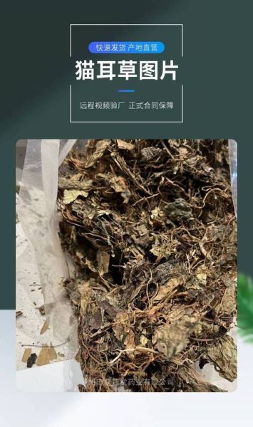 猫耳朵草长什么样_猫耳朵草的功效与作用-第3张图片-山城妙识 猫耳朵草长什么样_猫耳朵草的功效与作用-第3张图片-山城妙识