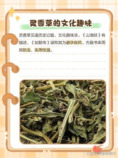 灵香草的功效与作用_灵香草怎么用效果最好-第1张图片-山城妙识 灵香草的功效与作用_灵香草怎么用效果最好-第1张图片-山城妙识