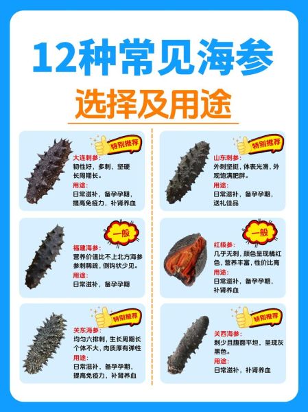 海参品种排名和价格_哪种海参最贵-第2张图片-山城妙识