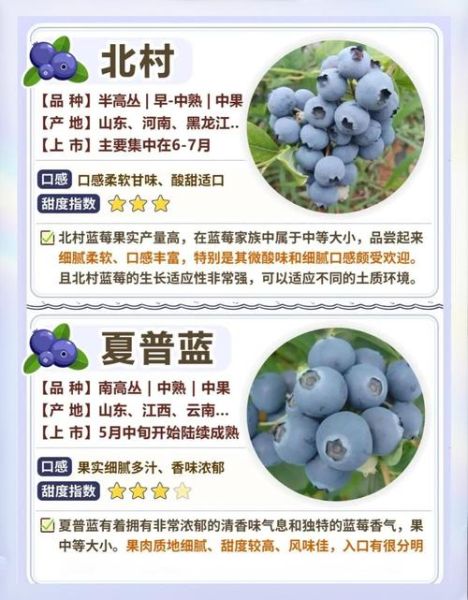 蓝莓吃多了会怎么样_一天吃多少合适-第2张图片-山城妙识 蓝莓吃多了会怎么样_一天吃多少合适-第2张图片-山城妙识