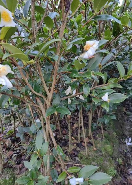 油茶什么时候种_油茶种植最佳月份-第3张图片-山城妙识