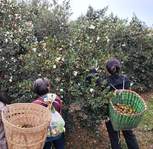 油茶什么时候种_油茶种植最佳月份-第1张图片-山城妙识