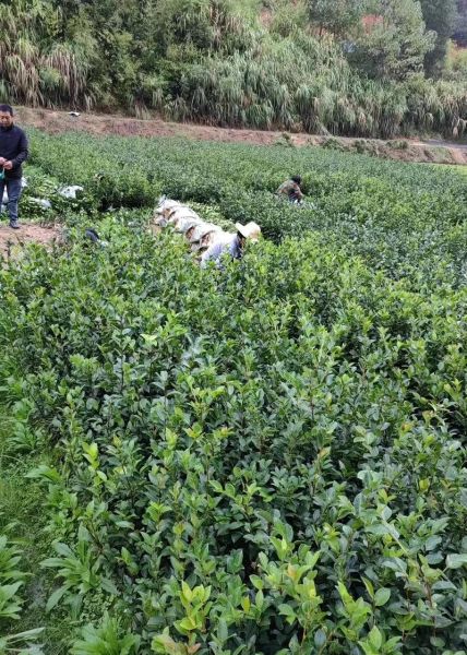 油茶什么时候种_油茶种植最佳月份-第2张图片-山城妙识