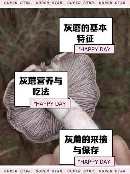 灰蘑菇能吃吗_灰蘑菇中毒症状-第1张图片-山城妙识