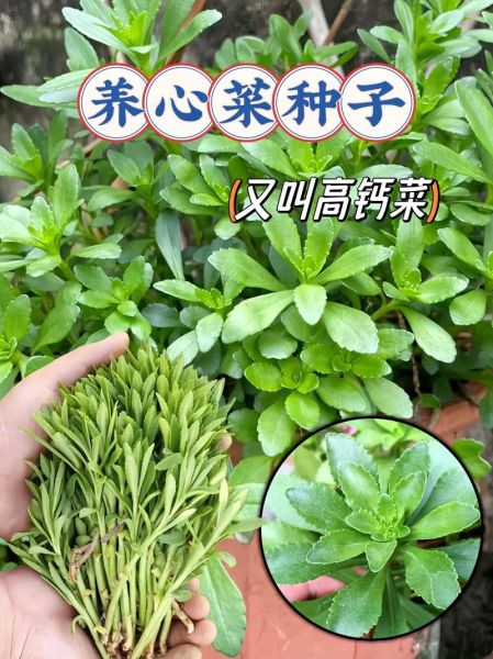 养心菜图片功效与作用_养心菜怎么吃效果最好-第3张图片-山城妙识
