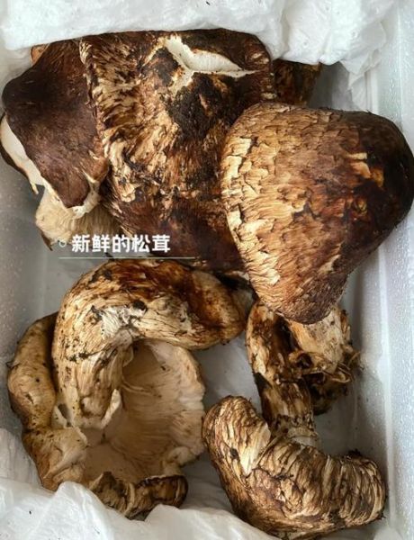 松茸炖排骨怎么做_松茸炖排骨要焯水吗-第2张图片-山城妙识 松茸炖排骨怎么做_松茸炖排骨要焯水吗-第2张图片-山城妙识