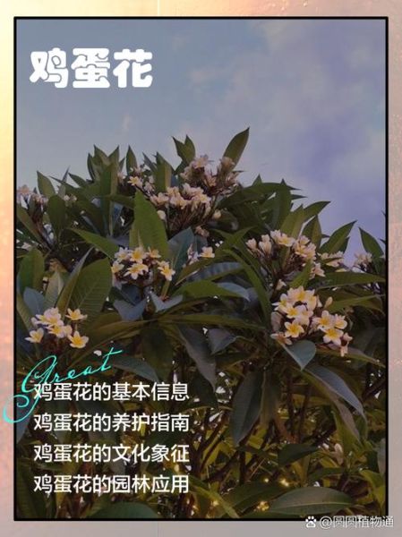 鸡蛋花有什么功效_鸡蛋花怎么吃-第1张图片-山城妙识 鸡蛋花有什么功效_鸡蛋花怎么吃-第1张图片-山城妙识