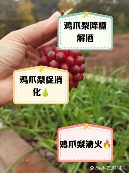 鸡爪梨的功效与作用_鸡爪梨怎么吃效果最好-第1张图片-山城妙识 鸡爪梨的功效与作用_鸡爪梨怎么吃效果最好-第1张图片-山城妙识