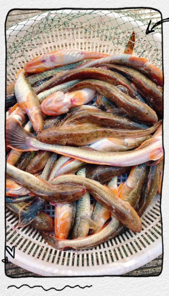 海鲶鱼图片大全大图_海鲶鱼高清图哪里找-第3张图片-山城妙识 海鲶鱼图片大全大图_海鲶鱼高清图哪里找-第3张图片-山城妙识