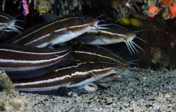 海鲶鱼图片大全大图_海鲶鱼高清图哪里找-第1张图片-山城妙识 海鲶鱼图片大全大图_海鲶鱼高清图哪里找-第1张图片-山城妙识